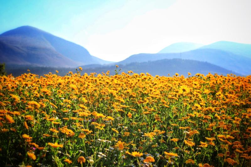 Gallery - East Border Region